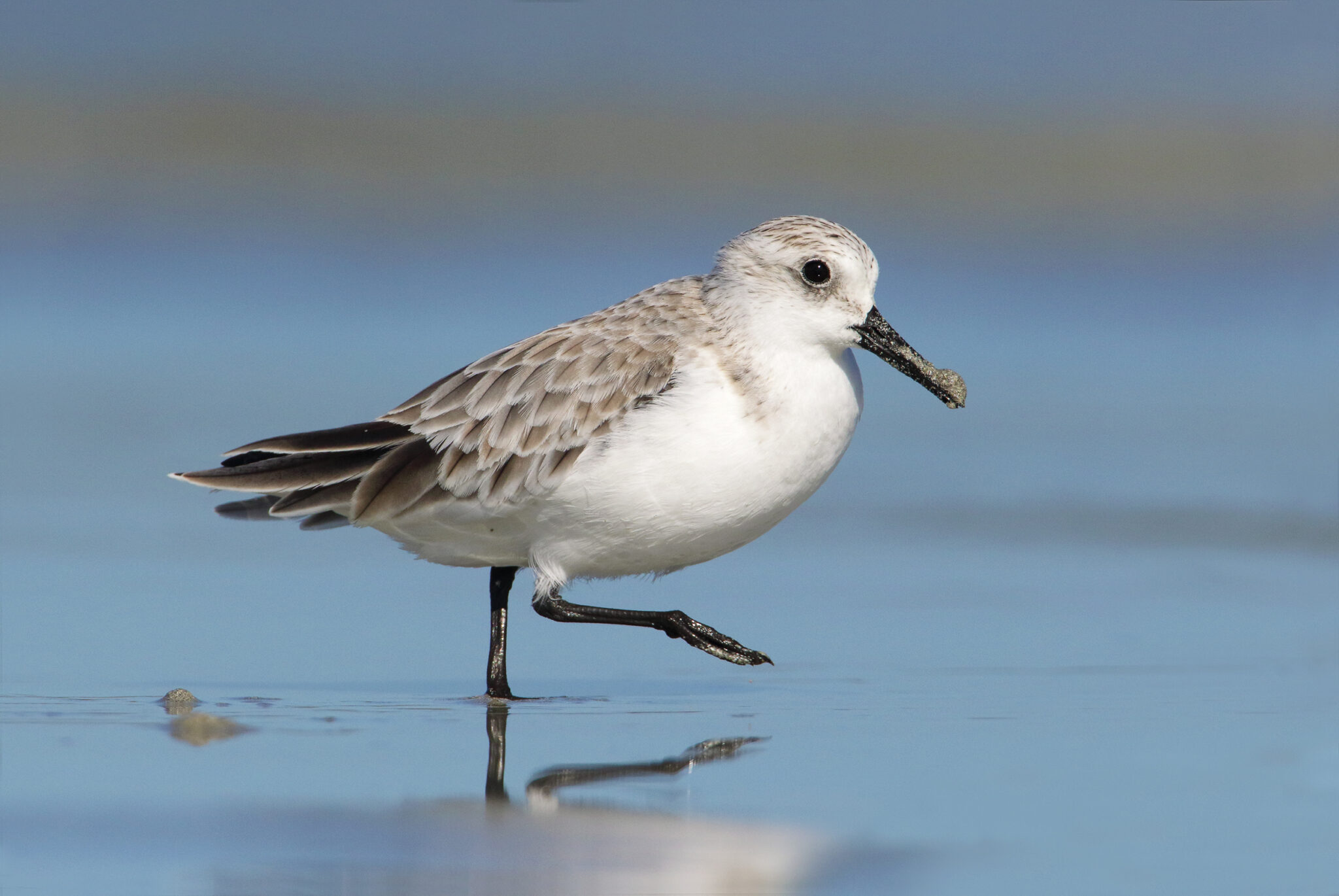 Sanderling Tracking Project | Glenelg Hopkins CMA