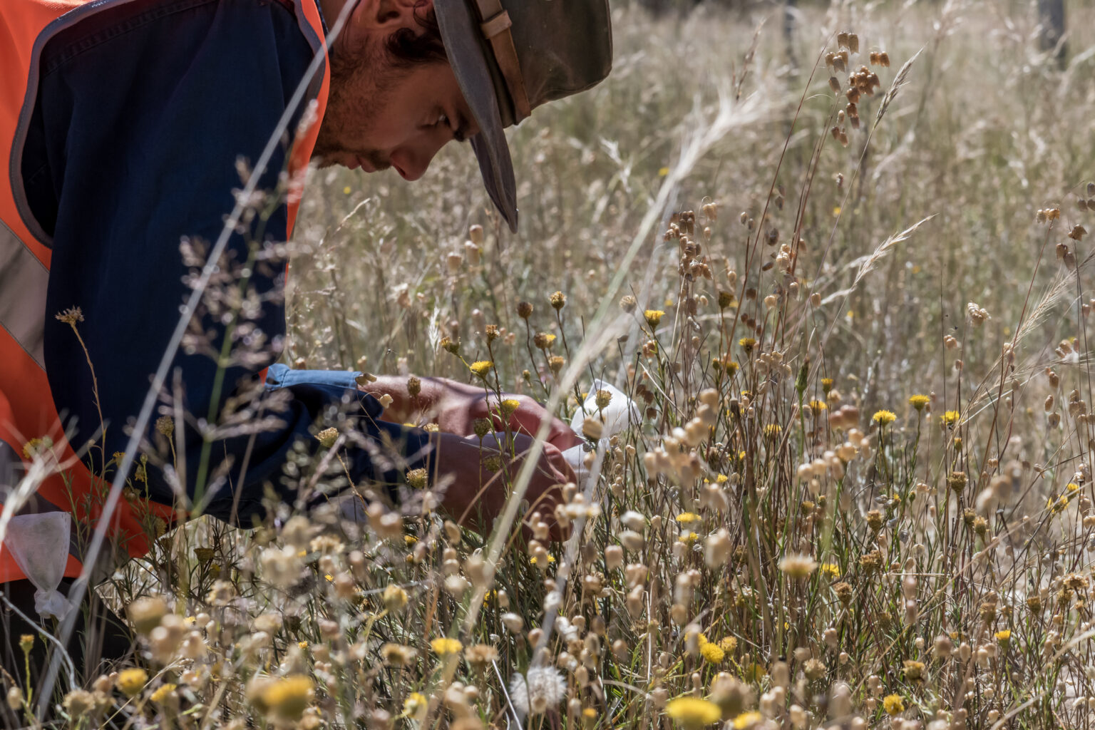 Grasslands of the Victorian Volcanic Plains | Glenelg Hopkins CMA