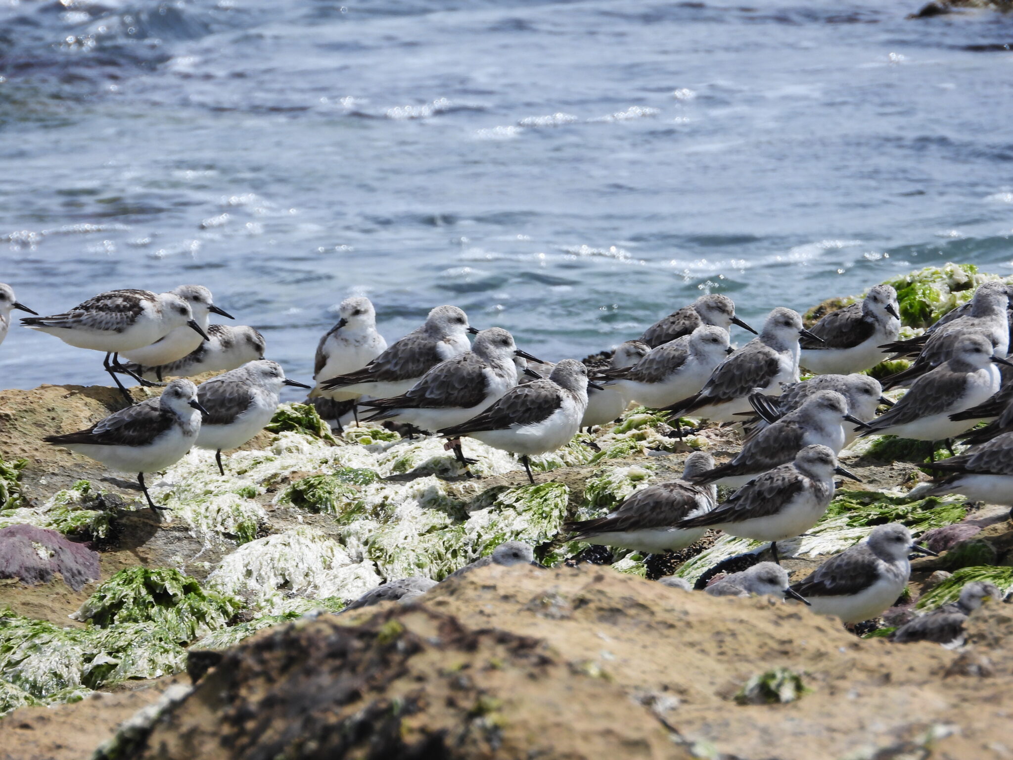 Sanderling Tracking Project | Glenelg Hopkins CMA