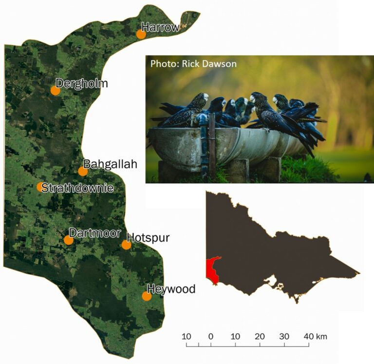 Calling for red-tail feed habitat areas | Glenelg Hopkins CMA