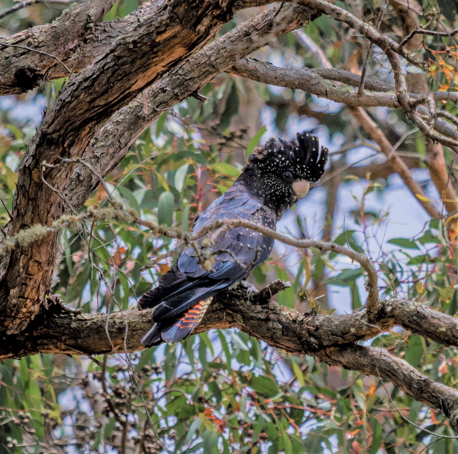 Removing pines for Red-tails | Glenelg Hopkins CMA