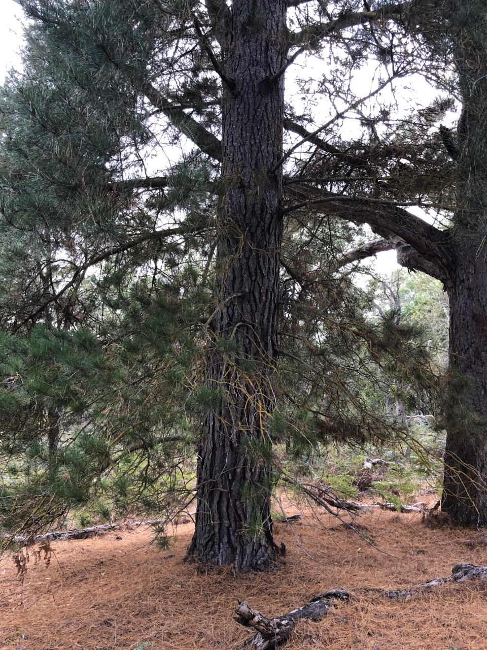 Removing pines for Red-tails | Glenelg Hopkins CMA