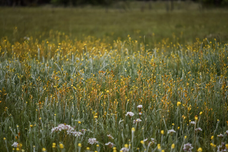 Grasslands of the Victorian Volcanic Plains | Glenelg Hopkins CMA
