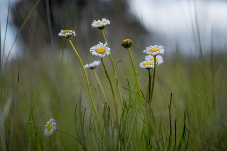 Grasslands of the Victorian Volcanic Plains | Glenelg Hopkins CMA