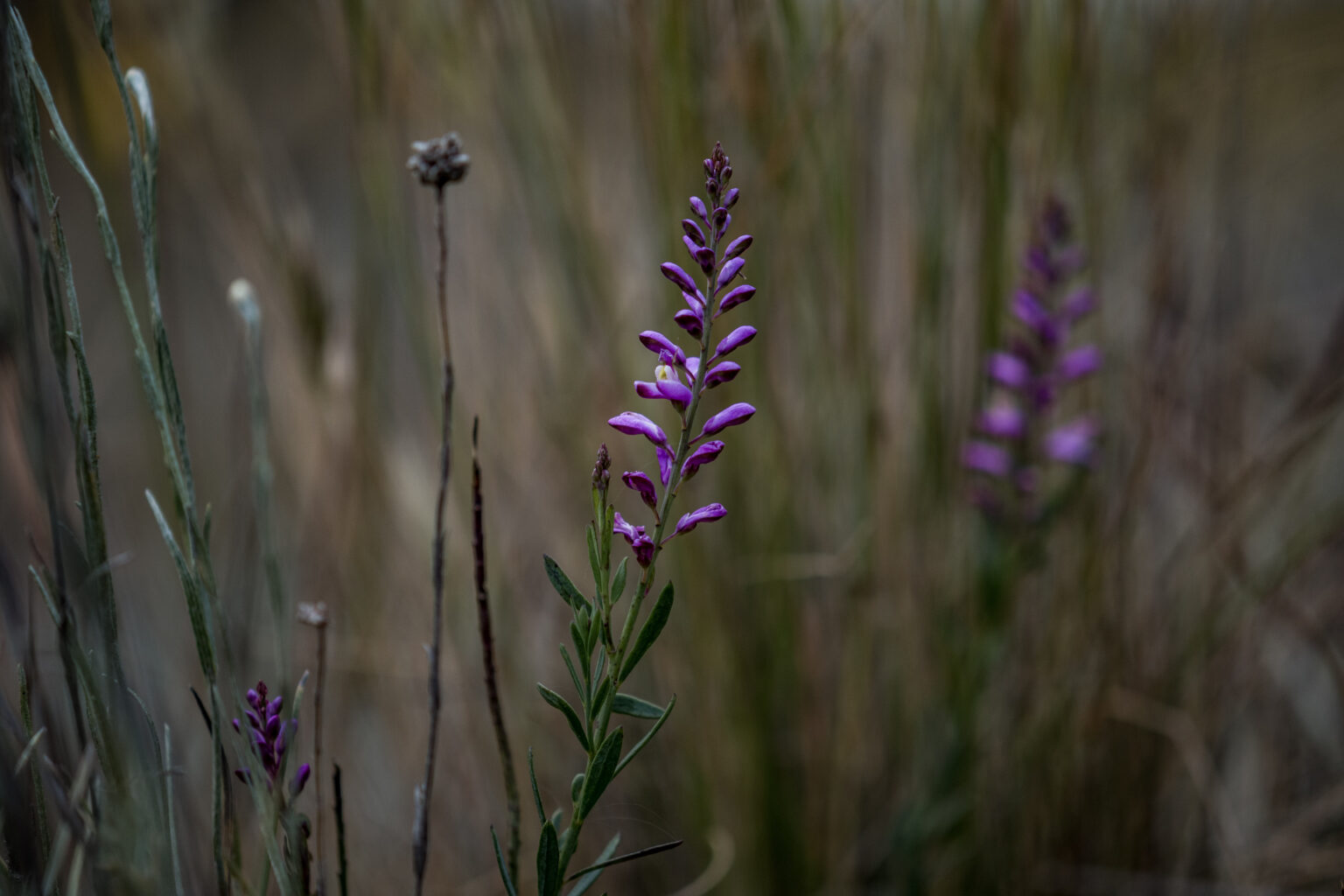 Grasslands of the Victorian Volcanic Plains | Glenelg Hopkins CMA