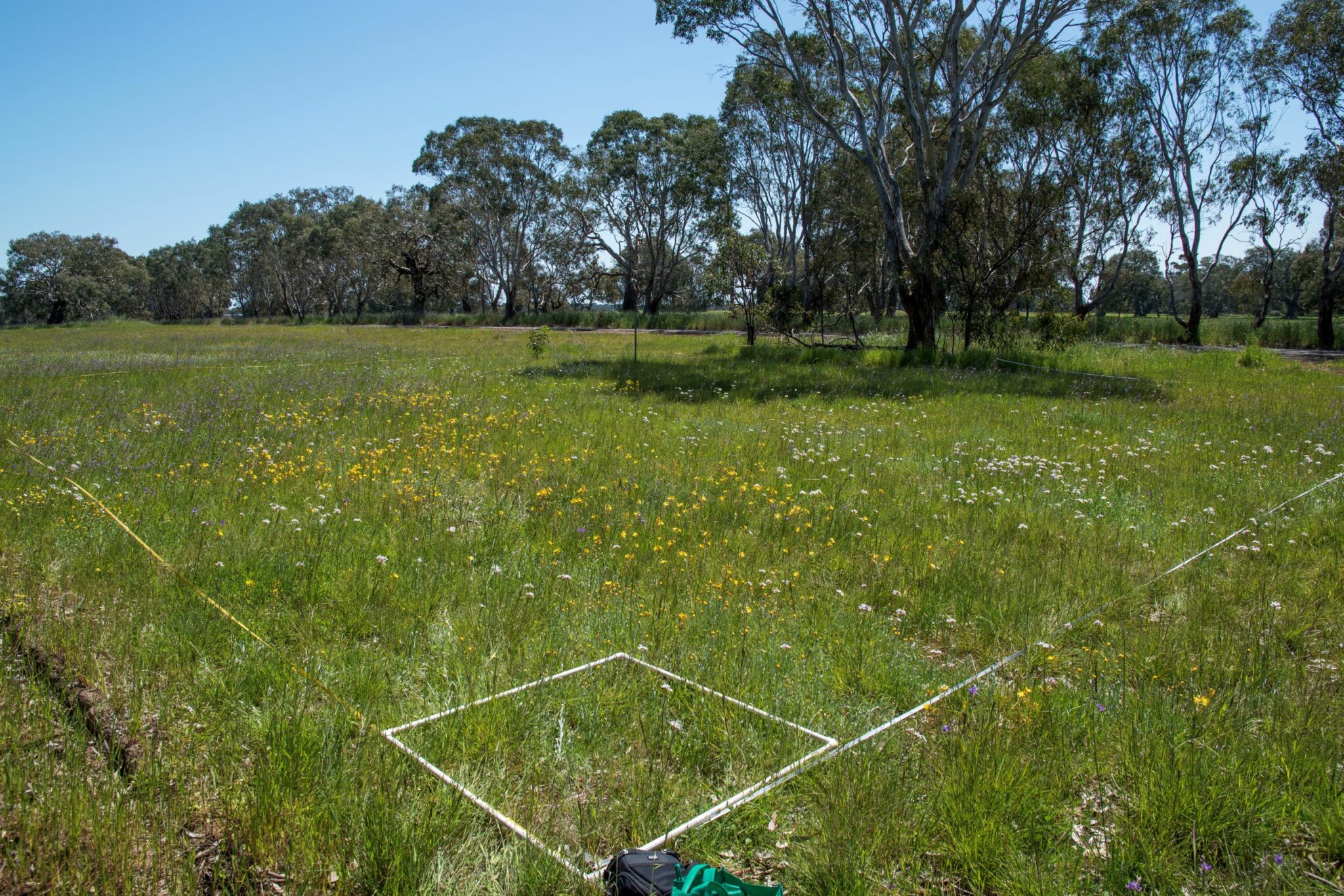 Grasslands of the Victorian Volcanic Plains | Glenelg Hopkins CMA