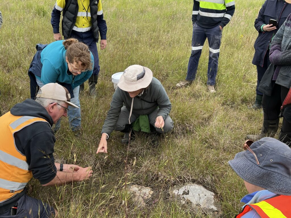 Grasslands of the Victorian Volcanic Plains | Glenelg Hopkins CMA