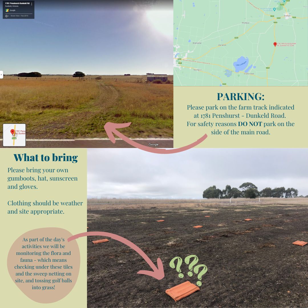 Join us on the grasslands of the VVP | Glenelg Hopkins CMA