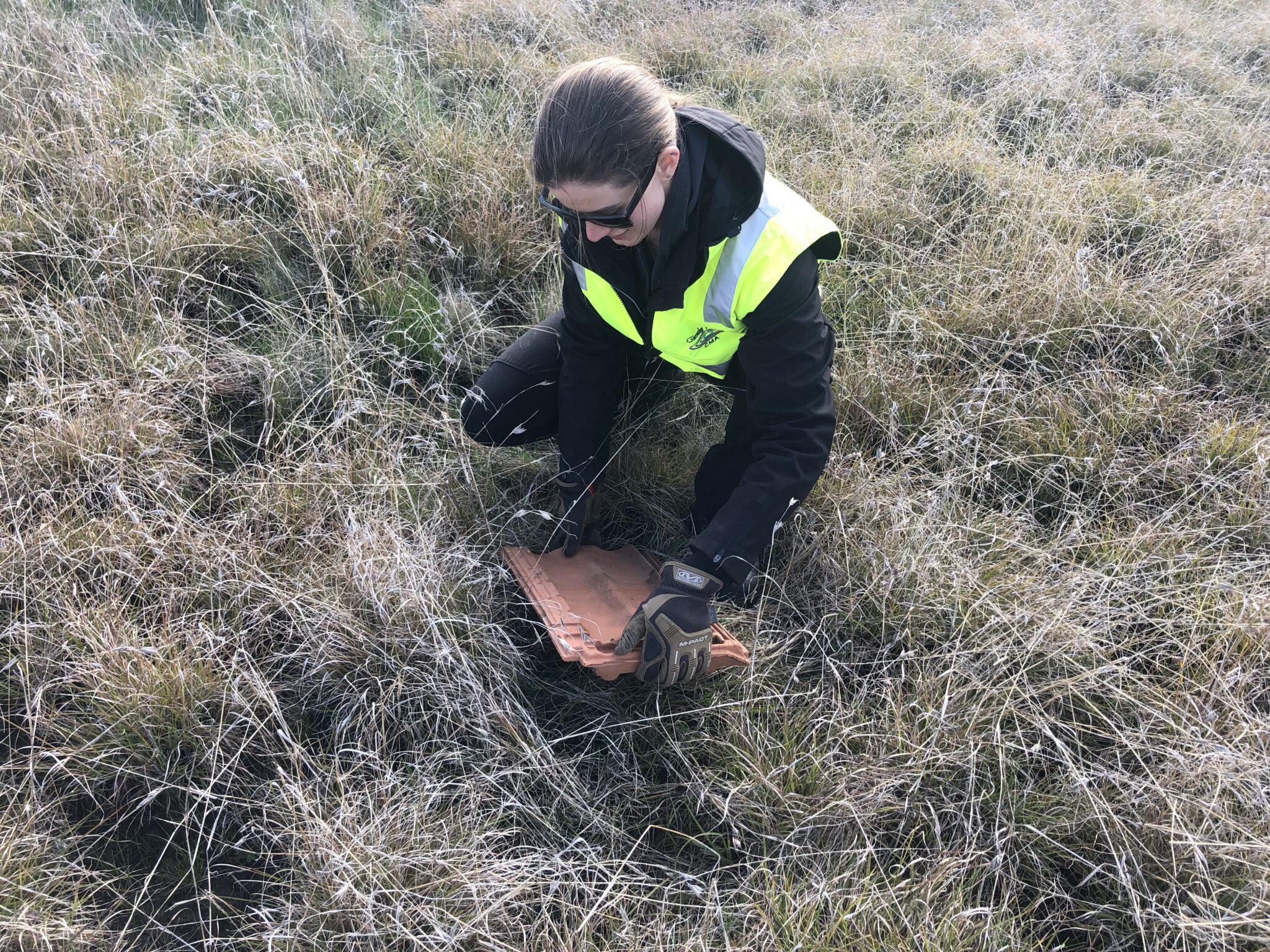 Grasslands of the Victorian Volcanic Plains | Glenelg Hopkins CMA