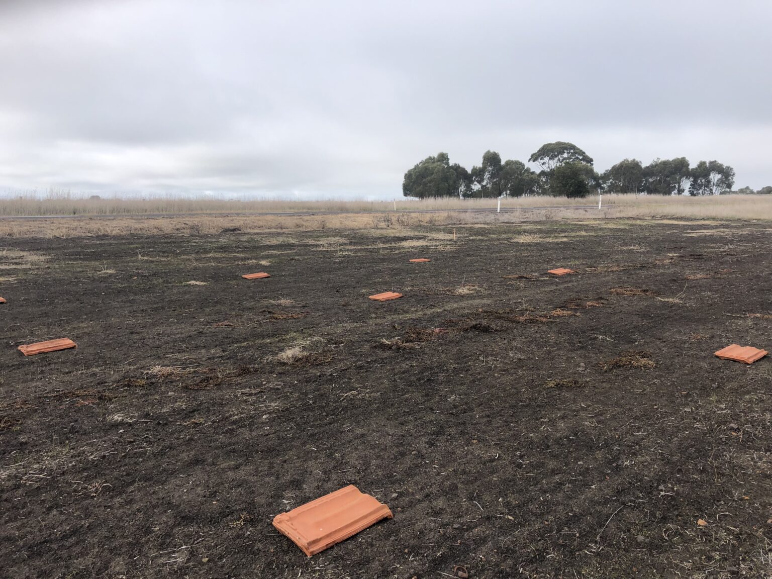 Grasslands of the Victorian Volcanic Plains | Glenelg Hopkins CMA