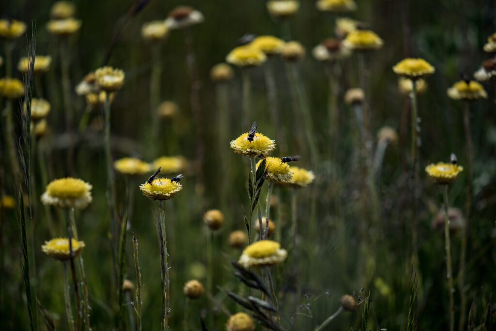 Grasslands of the Victorian Volcanic Plains | Glenelg Hopkins CMA