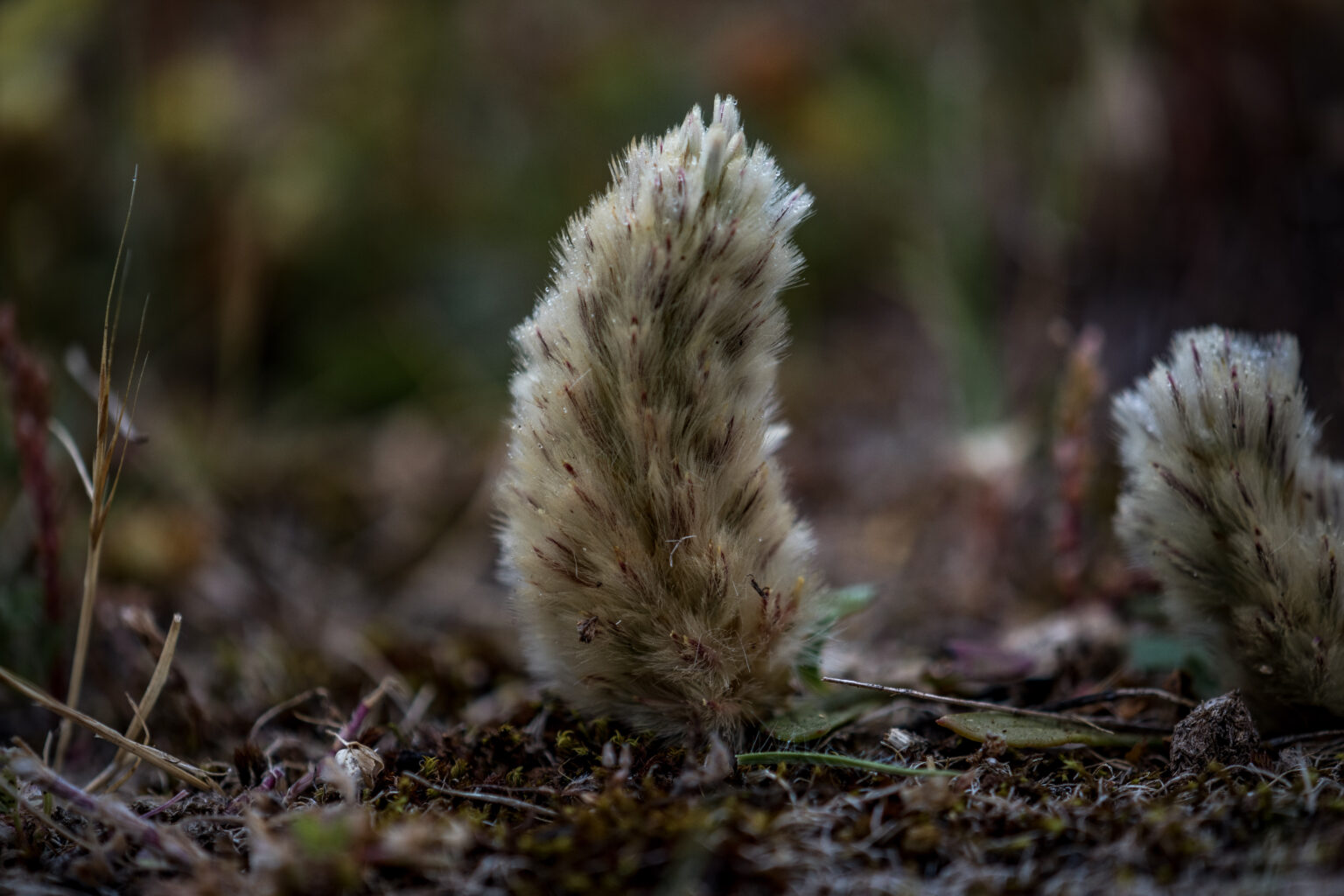 Grasslands of the Victorian Volcanic Plains | Glenelg Hopkins CMA