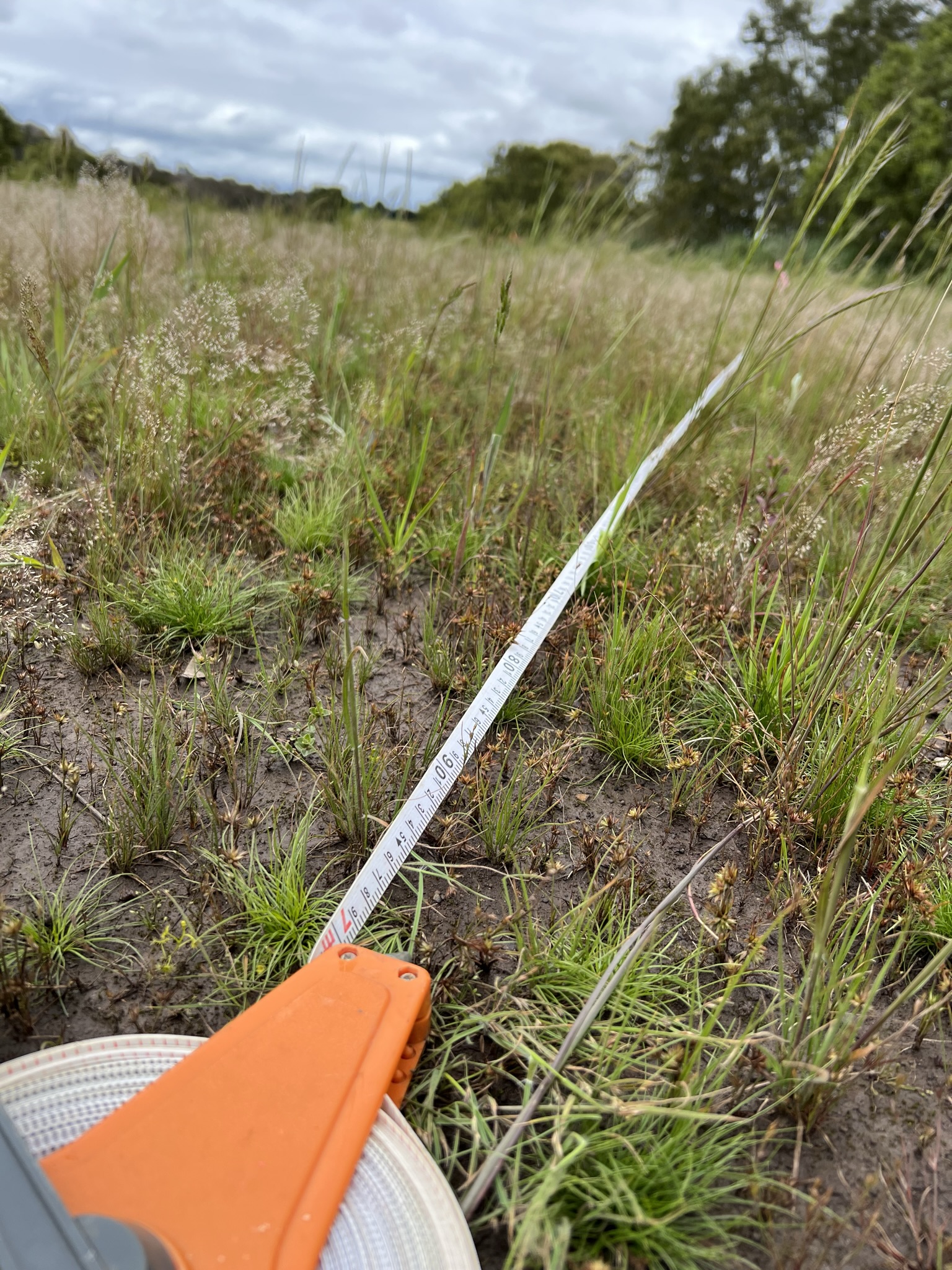 Grasslands of the Victorian Volcanic Plains | Glenelg Hopkins CMA
