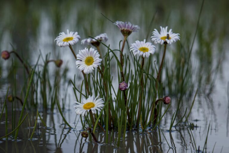 Grasslands of the Victorian Volcanic Plains | Glenelg Hopkins CMA