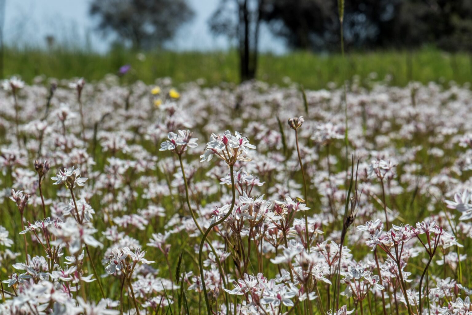 Grasslands of the Victorian Volcanic Plains | Glenelg Hopkins CMA