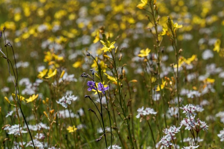 Grasslands of the Victorian Volcanic Plains | Glenelg Hopkins CMA