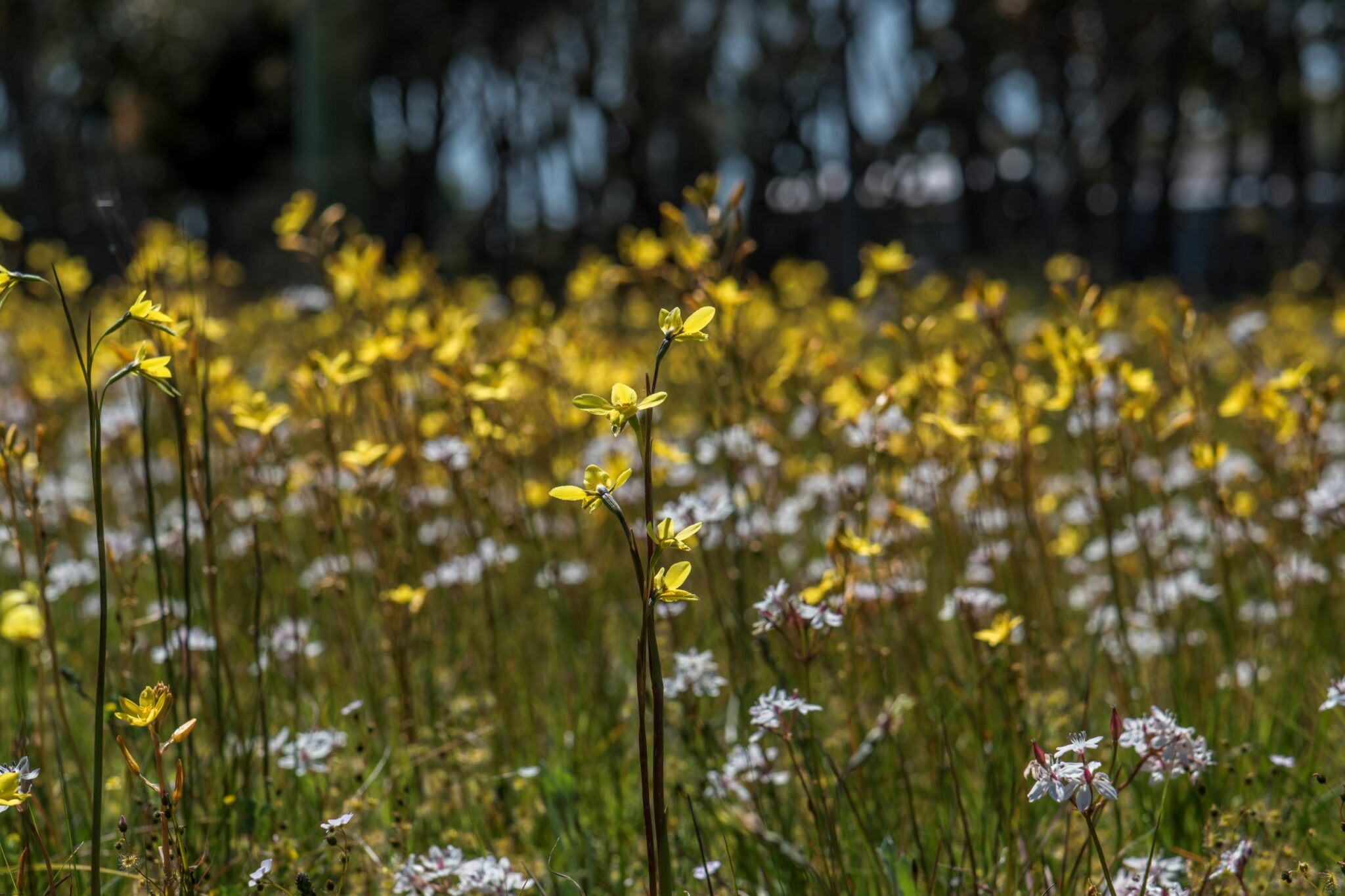 Grasslands of the Victorian Volcanic Plains | Glenelg Hopkins CMA