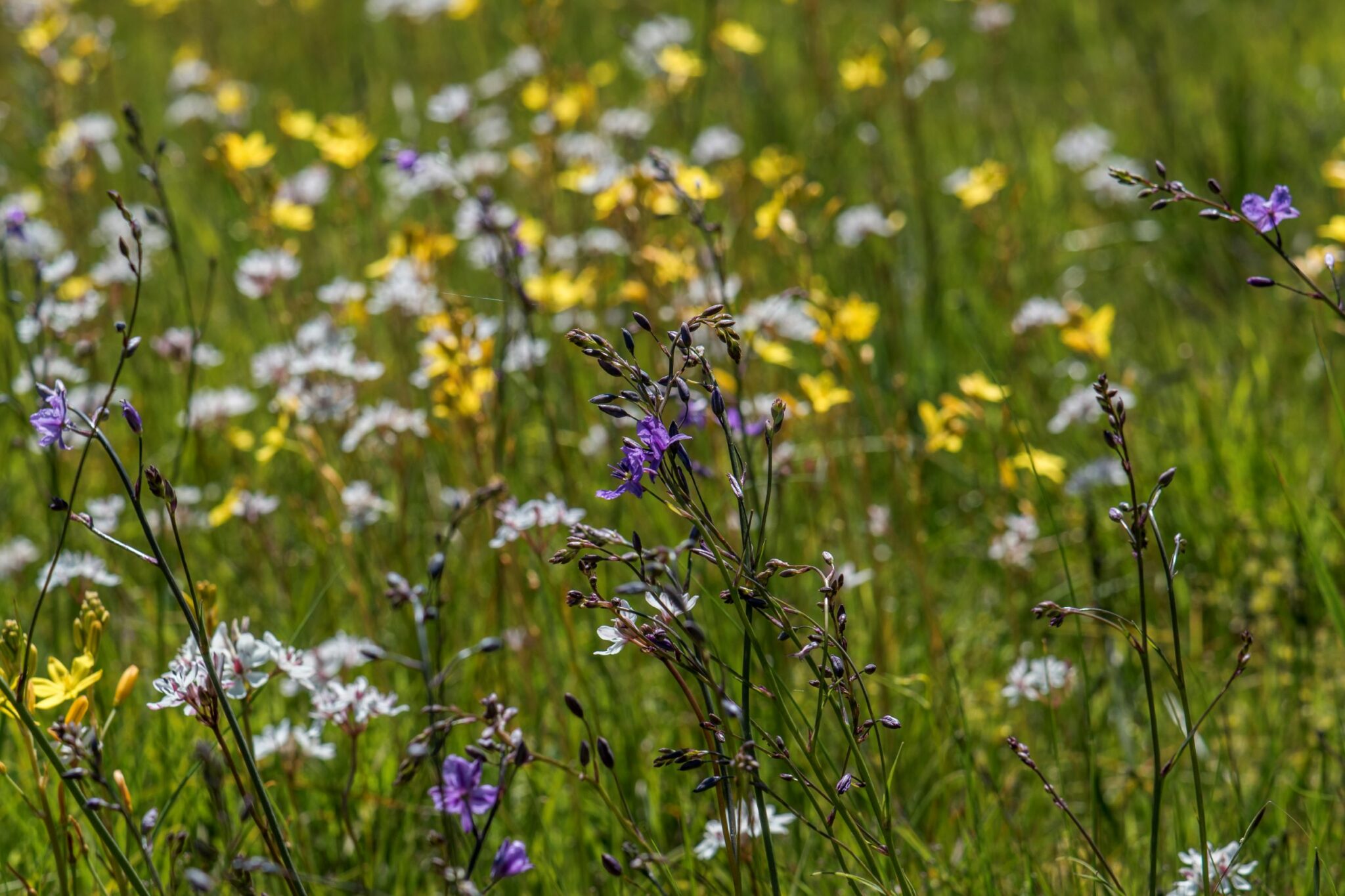 Grasslands of the Victorian Volcanic Plains | Glenelg Hopkins CMA