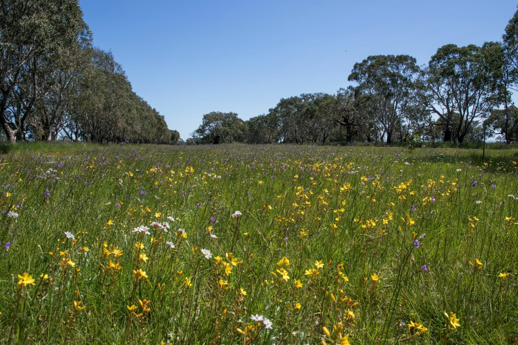 Grasslands of the Victorian Volcanic Plains | Glenelg Hopkins CMA