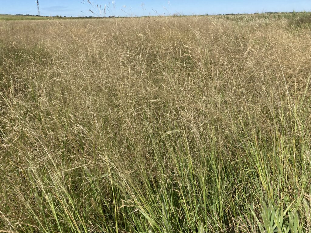 Adamson’s Blown-grass | Glenelg Hopkins CMA