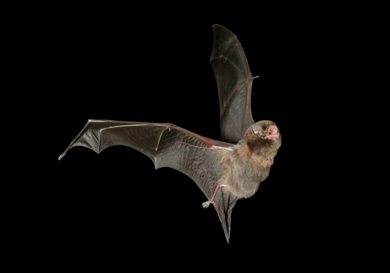 Southern Bent-wing Bat | Glenelg Hopkins CMA