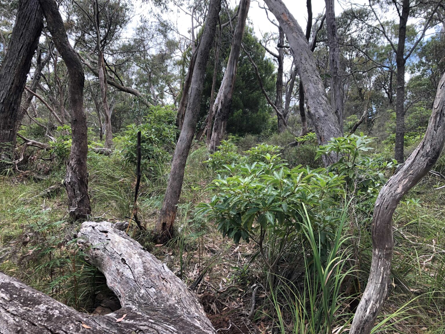 Woody weed funding available for micro bat habitat | Glenelg Hopkins CMA