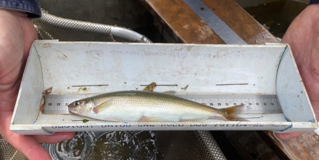 Rare fish find ahead of Bromfield Weir removal | Glenelg Hopkins CMA