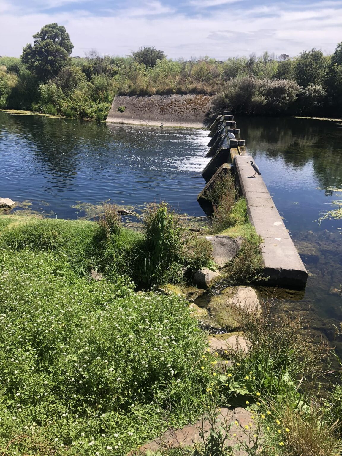 Bromfield Street Weir | Glenelg Hopkins CMA