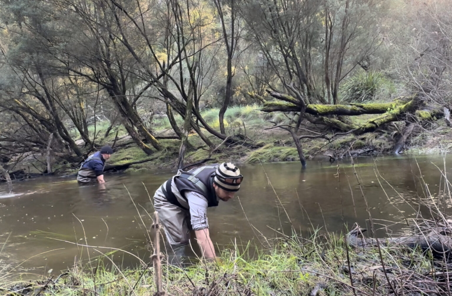 Glenelg Freshwater Mussel | Glenelg Hopkins CMA