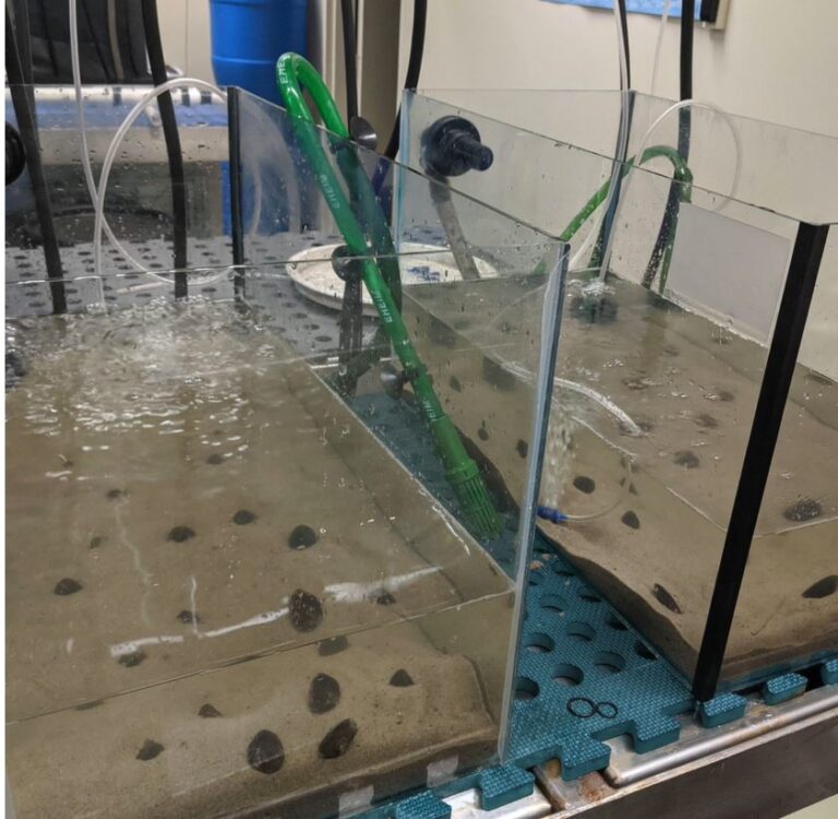 Glenelg Freshwater Mussel | Glenelg Hopkins CMA