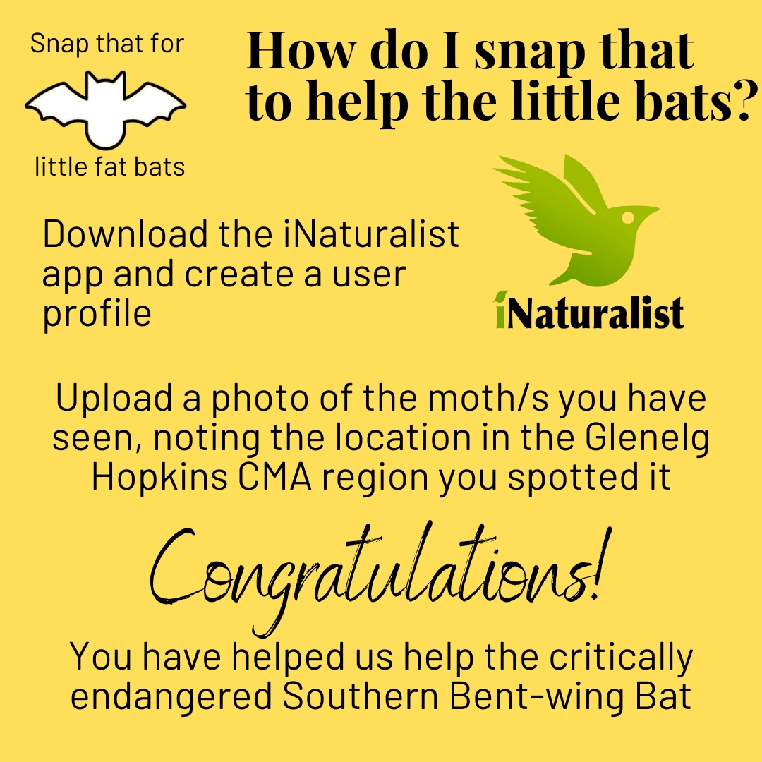 How to support the little fat bats | Glenelg Hopkins CMA