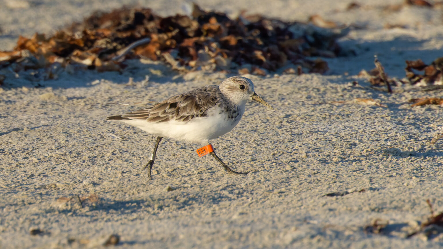Sanderling Tracking Project | Glenelg Hopkins CMA