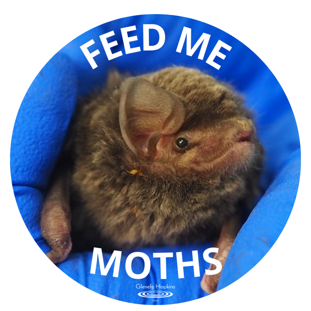 How to support the little fat bats | Glenelg Hopkins CMA