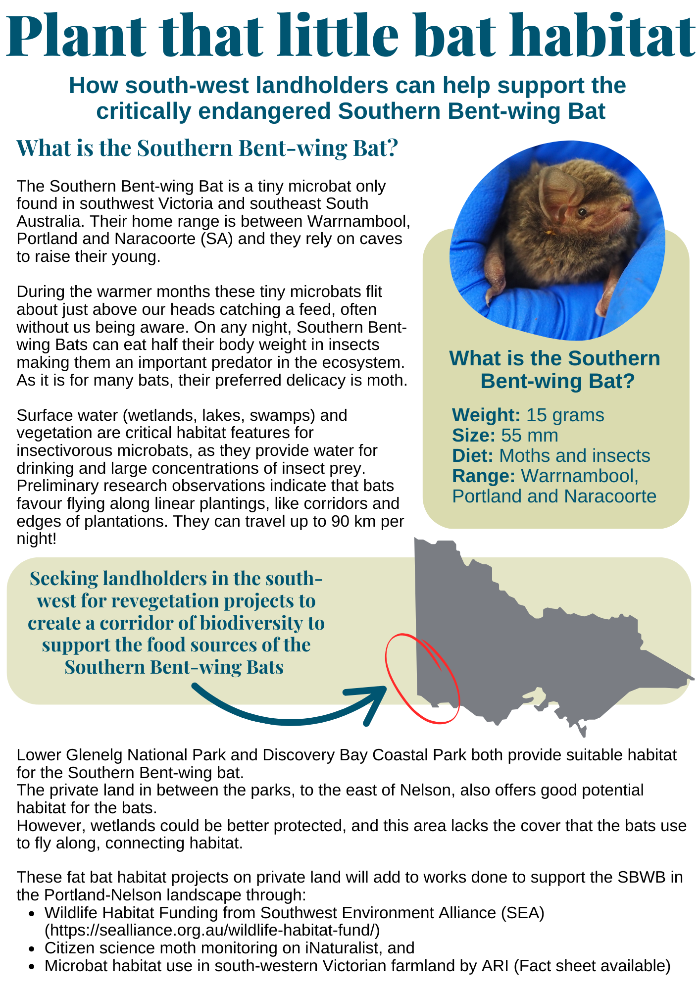 How to support the little fat bats | Glenelg Hopkins CMA
