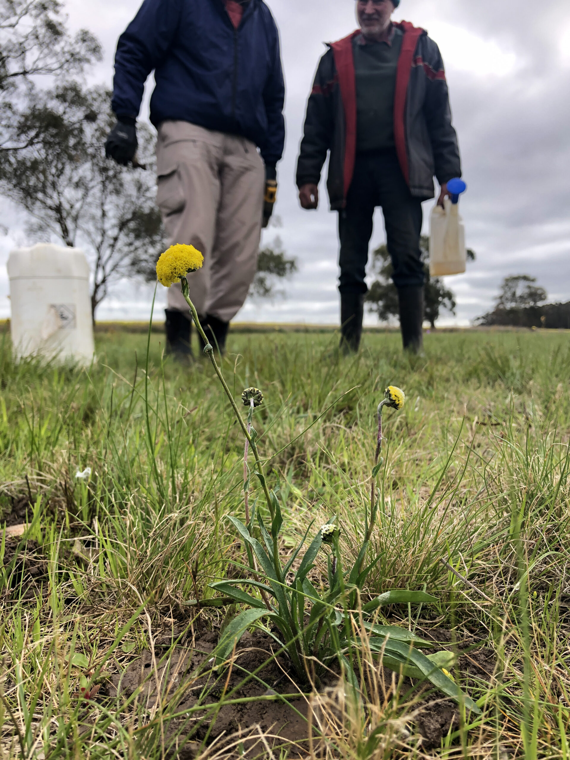 Saving 17 on the VVP | Glenelg Hopkins CMA